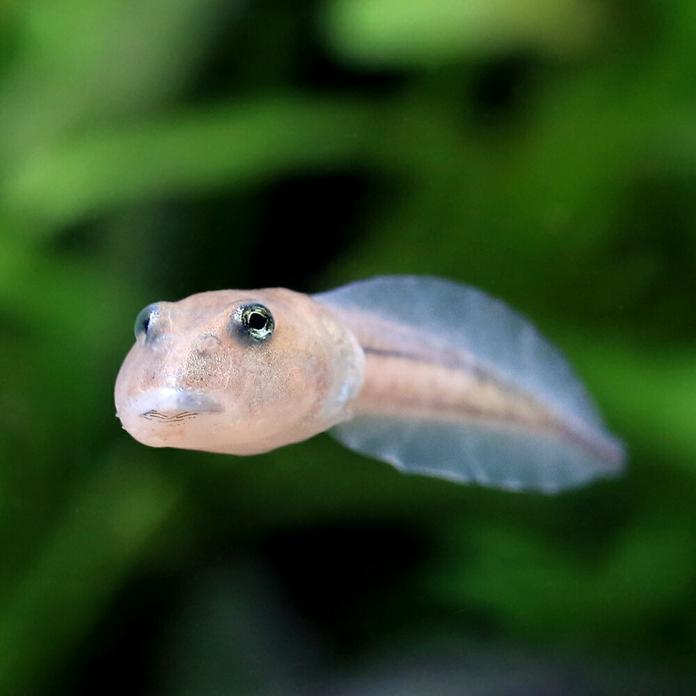 クランウェルツノガエル　マロン　オタマジャクシ販売生体についてCB個体お送りする個体は2．5〜3．0cm前後のものとなります。※雌雄・模様の指定はお受けできません。予めご了承ください。ヒレ欠けがある場合がございますが、成長と共に再生してきま...