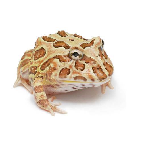 クランウェルツノガエル　ブラウン系　ミックスカラー　CB個体販売生体についてCB個体クランウェルツノガエルのブラウンカラーです。個体によって背中に緑色が表れます。 お送りする個体は2．5〜4．0cm前後のものとなります。 ※個体サイズや模様...