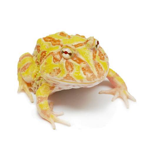 クランウェルツノガエル　ライムグリーン　CB個体販売生体についてお送りする個体は3〜5cm前後のものとなります。※個体サイズや模様、雌雄の指定についてはお受け致しかねますのでご了承下さい。 採取または繁殖された地域 日本 採取または繁殖の時...
