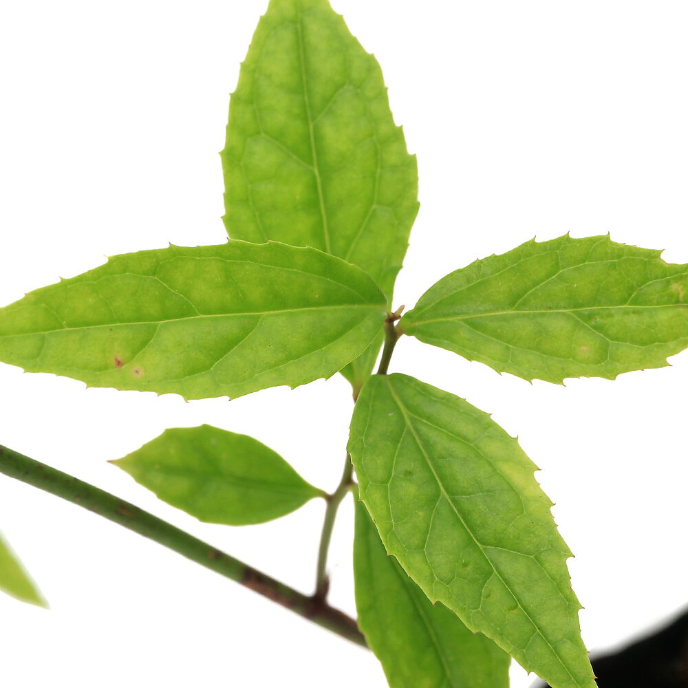 クガイソウ属の植物です。地表を這うように伸び、短い穂状の花序を着ける。紀伊半島南部の固有種。（山野草）キノクニスズカケ3号（1ポット）商品サイズ（約）●鉢ポット径　：　9cm ※入荷状況や生長度合いにより高さは異なります。画像はあくまでも目...