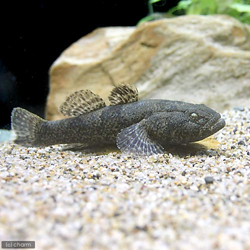 種の性質上、若干のヒレ欠け等がございます。お買い求めの際は、予めご了承下さい。お送りする個体は体長4〜6cm程度です。個体サイズや模様、雌雄の指定についてはお受け致しかねますのでご了承下さい。ドンコ販売名ドンコ学名（※）Odontobuti...