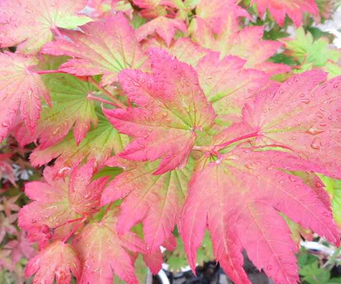 ※写真の商品をお送りします。 ※気温の高い季節は、葉を少なくした状態での発送となります。 　ご了承ください。 写真は25年11月26日に撮影。 木の状態は季節によって変化いたします 2511d-uハウチワカエデ 【分類】: カエデ科(ムクロ...