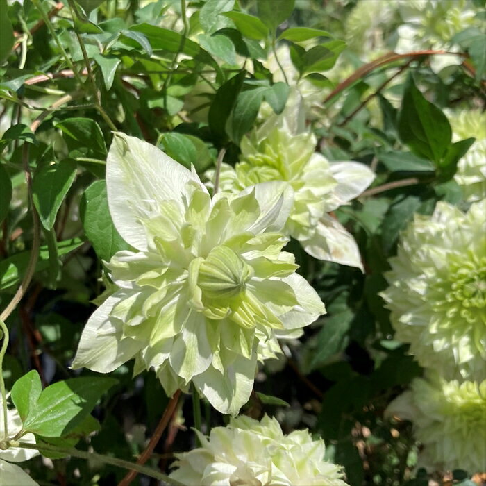 楽天市場】クレマチス テッセン(種類(植物)クレマチス)(花 楽天市場】クレマチス テッセン(種類(植物)クレマチス)(花