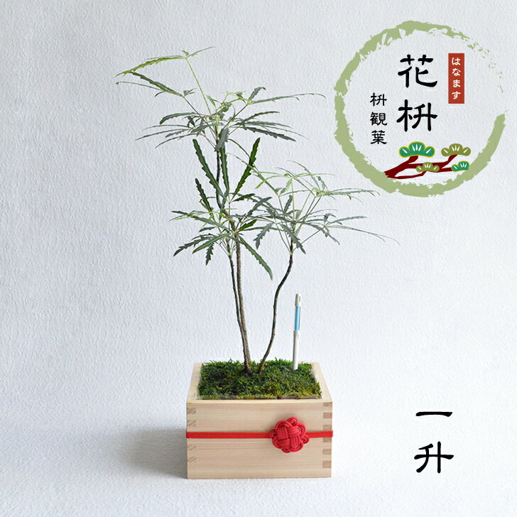 商品情報サイズサイズ：W33×D28×H50cm枡サイズ：一升 W17×D17×H9.5cm※商品の性質上、サイズは前後する場合がございます。また、形状や葉付きなど画像のイメージと変わることがございますので予めご了承下さい。素材組紐（ポリエ...