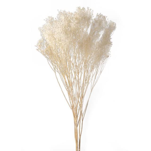 オオチノウエン(Ohchinouen) 大地農園 ドライフラワー　 モリソニア 約L44cm 1束20g入 DO003300-011約L44cm