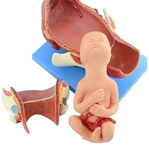 · 子宮、胎児、胎盤で構成されます。· 解剖モデルは、局所解剖学、1:1、自然な大きな比率のデザインで出産プロセスを示しています。· 出産モデルセットは出産の3段階を示しています· 44の位置に番号が付けられ、マニュアルに示されています。環...