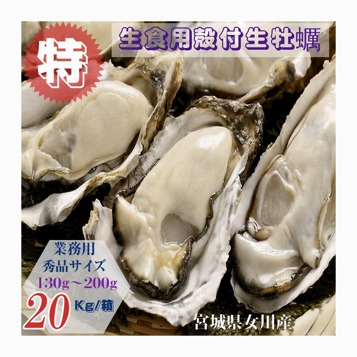 ■商品名:殻付き生牡蠣（秀品サイズ） ■内容量: 20kg /箱 (130g~200g)業務用 ■生産地：宮城県女川産 ■保存方法：要冷蔵 ■用途：生食用 ■消費期限：生食の場合は発送日から4日間、加熱の場合は発送日から5日間、冷凍された場...