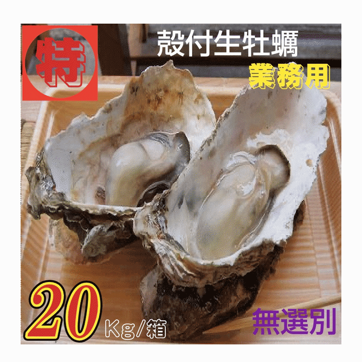 ■商品名:殻付き生牡蠣（無選別） ■内容量: 20kg /箱 (60g~200g)業務用 ■生産地：宮城県女川産 ■保存方法：要冷蔵 ■用途：生食用 ■消費期限：生食の場合は発送日から4日間、加熱の場合は発送日から5日間、冷凍された場合は3...