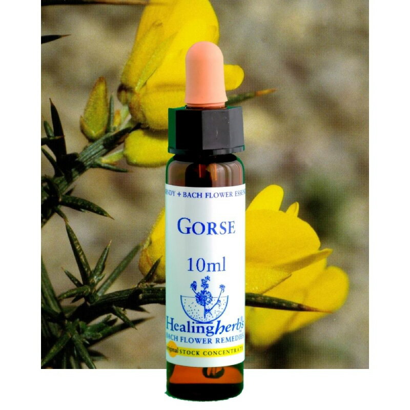 ハリエニシダの花 新たなチャンス