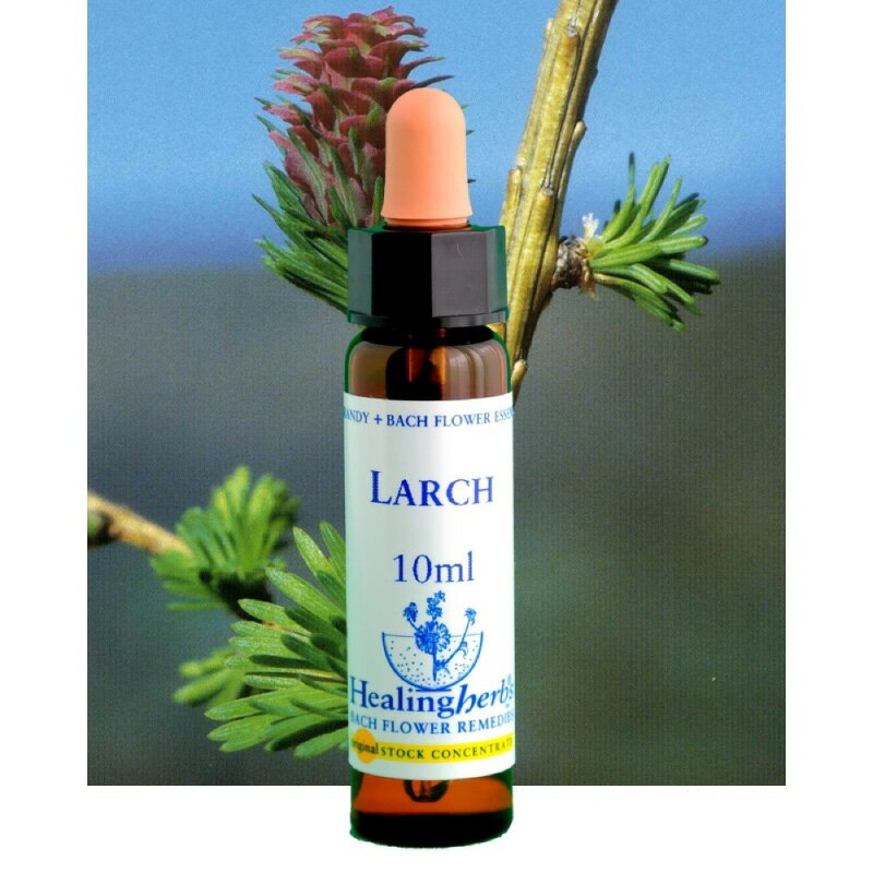 西洋カラマツの花 ベストを尽くす