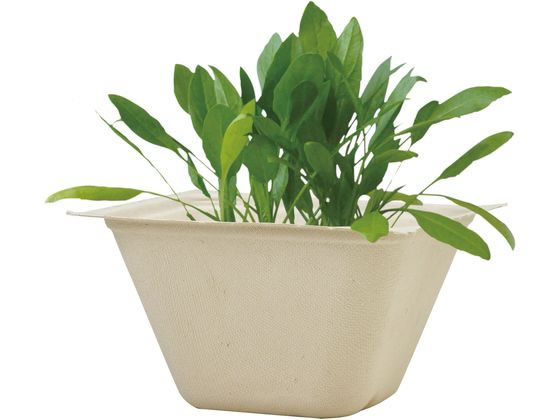 【商品説明】●キャッチコピー：サトウキビ由来のエコ容器で育てる！環境にやさしいバガス栽培セット！●商品説明：サトウキビの絞りカス「バガス」からできたエコ容器で野菜を育てる栽培セット「バガスグリーン」のサラダホウレンソウです。サラダホウレンソ...