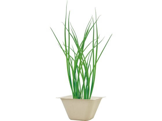 【商品説明】●キャッチコピー：サトウキビ由来のエコ容器で育てる！環境にやさしいバガス栽培セット！●商品説明：サトウキビの絞りカス「バガス」からできたエコ容器で野菜を育てる栽培セット「バガスグリーン」のネギです。いろいろな料理で薬味として活躍...