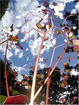 【中古】HAS/HAS HUMAN AUDIO SPONGE Live in Barcelona-Tokyo [DVD]【メーカー名】ワーナーミュージック・ジャパン【メーカー型番】【ブランド名】ワーナーミュージックジャパン【商品説明】HAS...