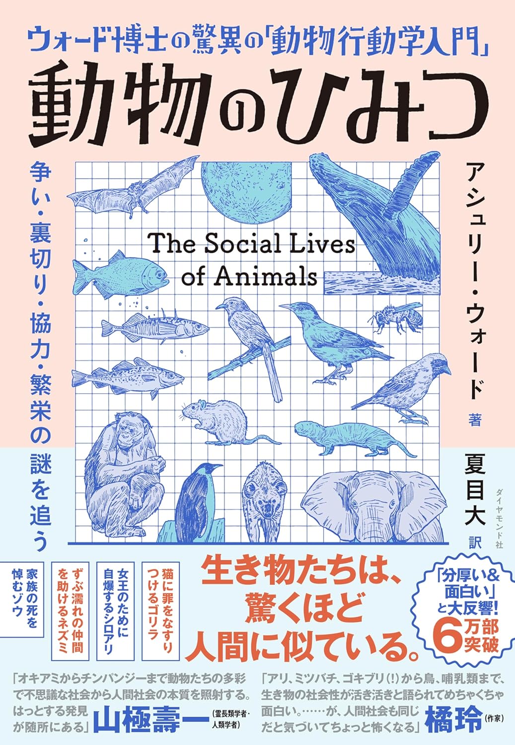 商品情報■生き物たちは、驚くほど人間に似ている。シドニー大学の「動物行動学」の教授でアフリカから南極まで世界中を旅する著者が、好奇心旺盛な視点とユーモアで、動物たちのさまざまな生態とその背景にある「社会性」に迫りながら、彼らの知られざる行動...