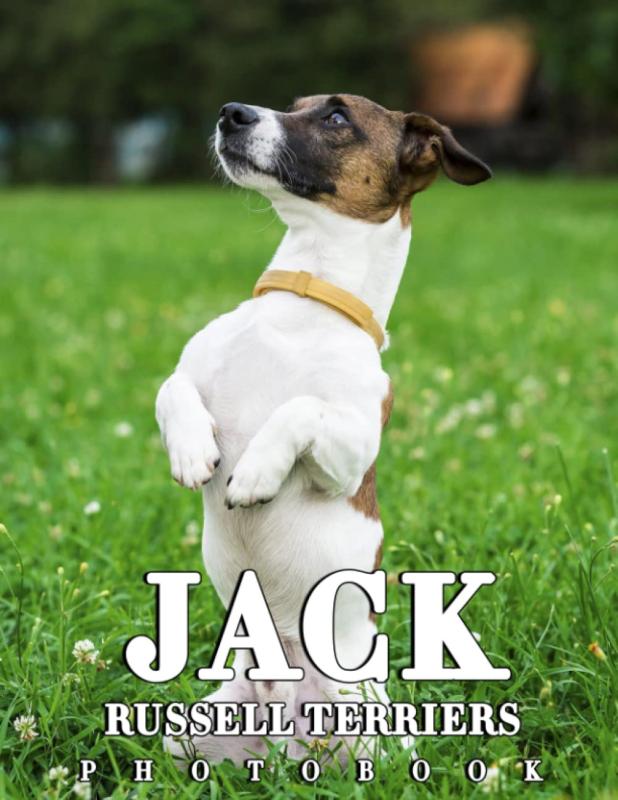 The Photo Of Jack Russell Terriers: Jack Russell Terriers 2023-2024 Calendar Bonus 4 Months 2024 Monthly Planner Via Com...