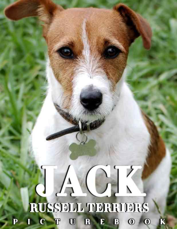 Picture Of Jack Russell Terriers: Jack Russell Terriers 2023-2024 Calendar Bonus 4 Months 2024 Monthly Planner Via Compe...