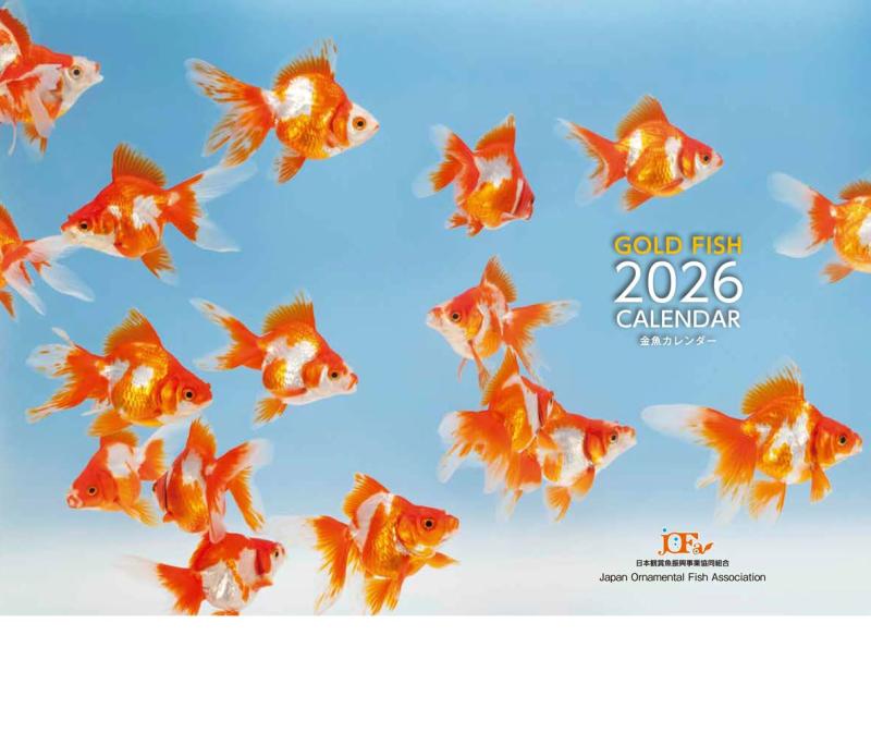 Gold Fish 金魚カレンダー 2026 (月めくり・壁掛け) ([カレンダー])