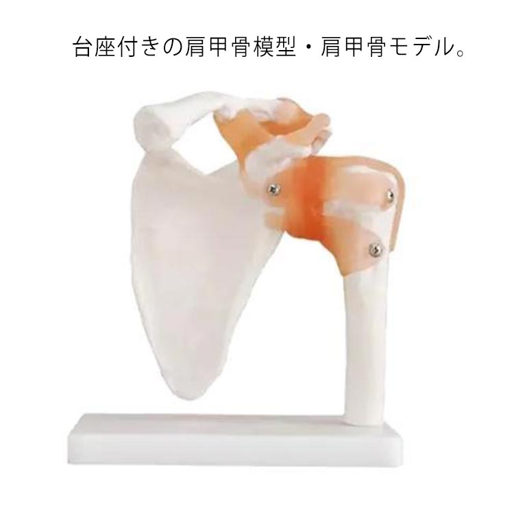 ・台座付きの肩甲骨模型・肩甲骨モデル。台座から外して、利用できるタイプと、台座固定タイプの2種をご用意しております。・いずれの肩関節模型も、靭帯付きで、肩部分が可動性があります。また鎖骨部分も若干ですが可動性がございます。・肩の筋肉の構造な...