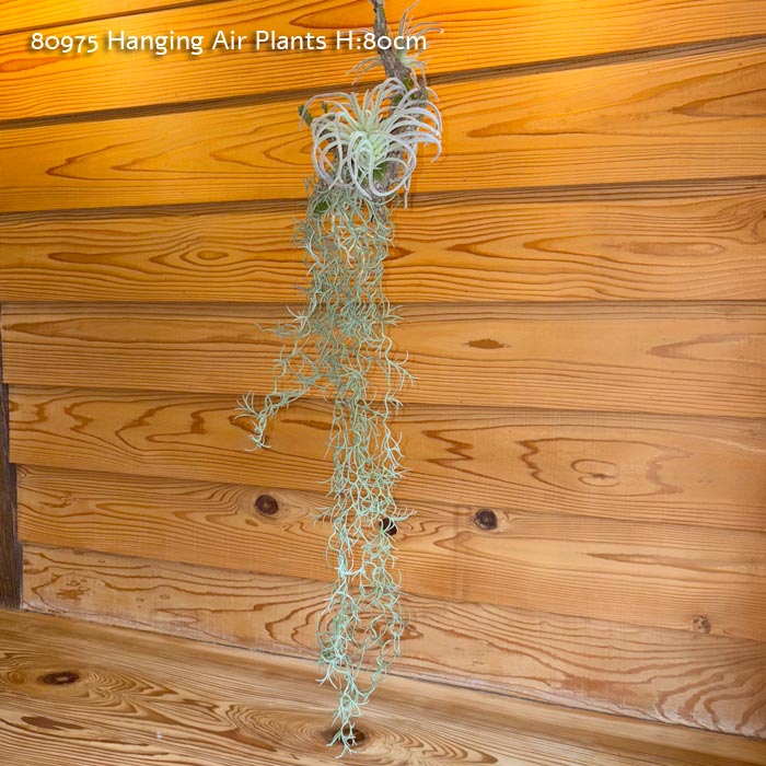 80975 　Hanging Air Plants 　 H80cm 材質　PE　麻ひも付き リアルな造花で、まるで本物のエアプランツのような質感が魅力。吊るすだけで、空間に自然のアクセントをプラスします。お手入れ不要で、忙しい方にもぴったり...