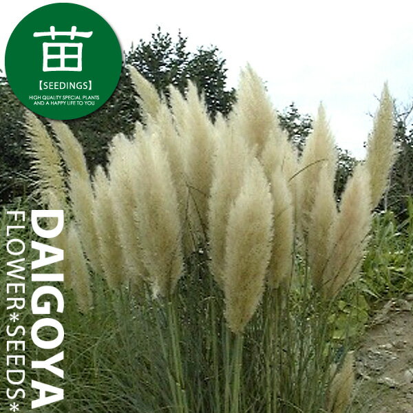 【栽培のポイント】 基本的に植えっぱなしで大丈夫ですが、花後は全体の半分ほどで剪定すると春の葉が出やすくなります。寒い地域では切り取った葉は霜よけのために根元に敷き詰めて利用するとよいでしょう。葉はススキのように手が切れますから取り扱いには...