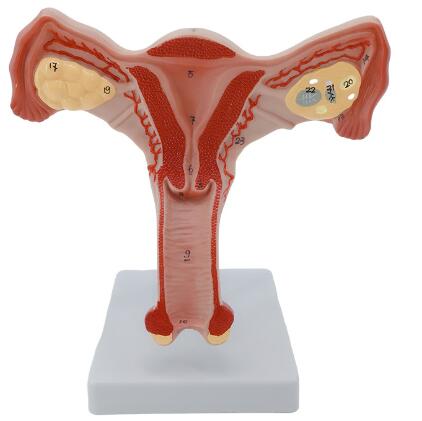位置づけと目的：本製品は、医学部の解剖学授業、産婦人科看護実習、生殖保健教育において、女性生殖器系の構造と病理学的変化を学生が直感的に理解できるよう支援する医療教材です。 構造的提示：子宮、卵管、両卵巣（発育段階の異なる卵胞を含む）などの臓...