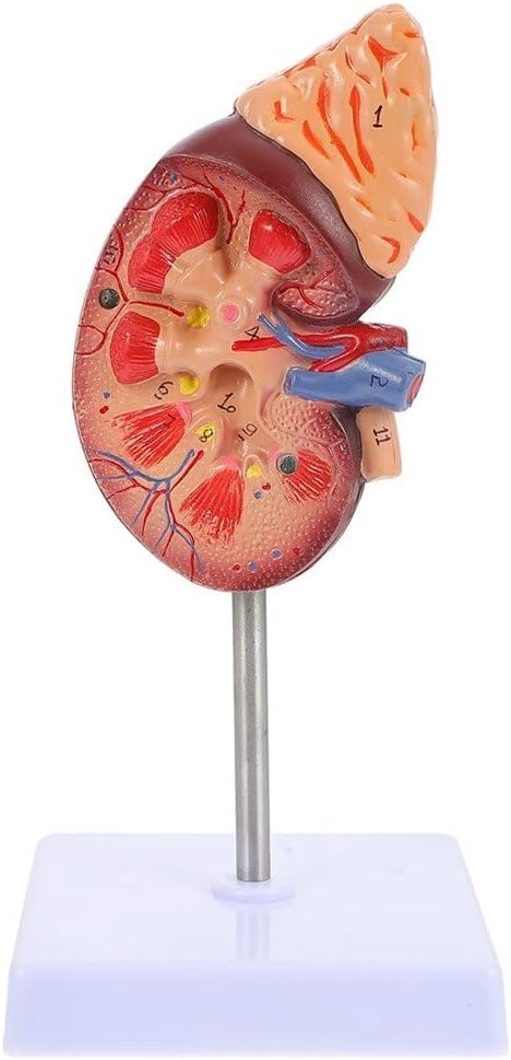 学校教育用小道具: 皮質、髄質、腎盂、尿管などの内部構造を詳しく調べるために半分に分割します。 解剖学モデル: ベースとブラケットがあり、デモンストレーションに便利です。 腎臓モデル: 高級プラスチック素材で作られており、安全に使用できます...