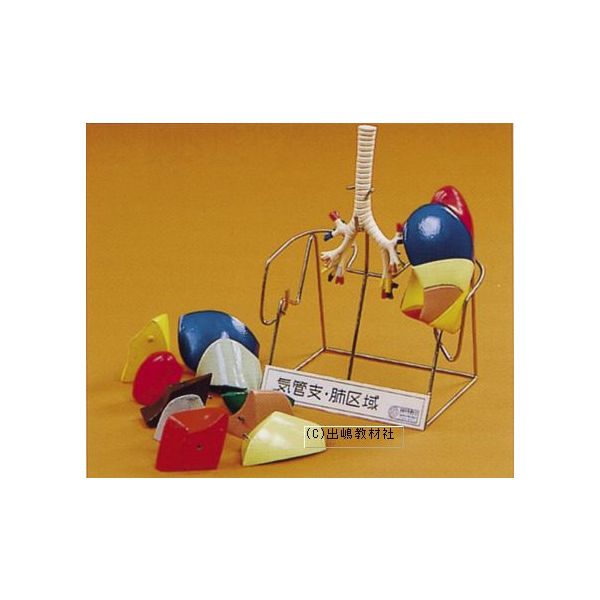 ●右肺が上葉・中葉・下葉に、左肺は上葉・下葉に大 別。更にそれぞれ2〜5個に区別されており、こ れらを色別・分離できます。 ●合成樹脂製、支持台付 ●大きさ：約29（幅）×18（奥行）×36（高さ）cm出嶋教材社eshopとは学校教育におけ...