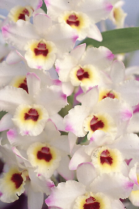 ◆花の色彩と特徴 白弁、良型の大輪花で、弁先にくっきりと点紅が入る。リップには紫褐色の目が入り、側に濃黄色を広く彩り美しい。アメリカ蘭協会の展示会で入賞している。 品種説明は1984年発行の趣味家カタログより原文まま掲載。鉢サイズ：2.5号...