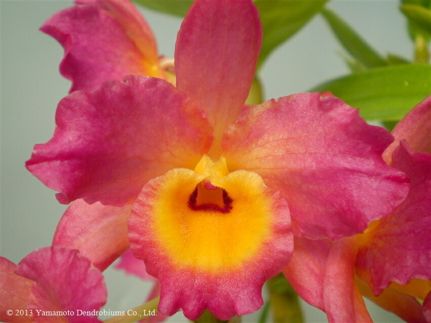 ◆花の色彩と特徴 光沢のある鮮やかな花弁とオレンジ・イエローのリップの配色が絶妙。 完全に発色した後に見られる蝋細工のような花弁の質感も 非常に美しい。 　　　 ※1作開花サイズ苗です。花は咲いていません。※画像は開花見本です。お届けするの...