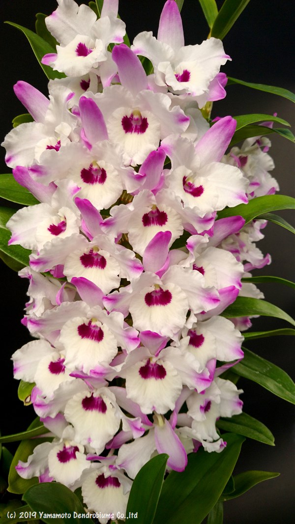 ◆花の色彩と特徴 リップに赤い目がくっきりと入る、可愛らしい鮮やかな黄色の最新品種。性質は強健で株立ちが良い。花が密に咲き壮観である。 鉢サイズ：2.5号、ビニールポット植え※1作開花サイズ苗です。花は咲いていません。 　　　※画像は開花見...