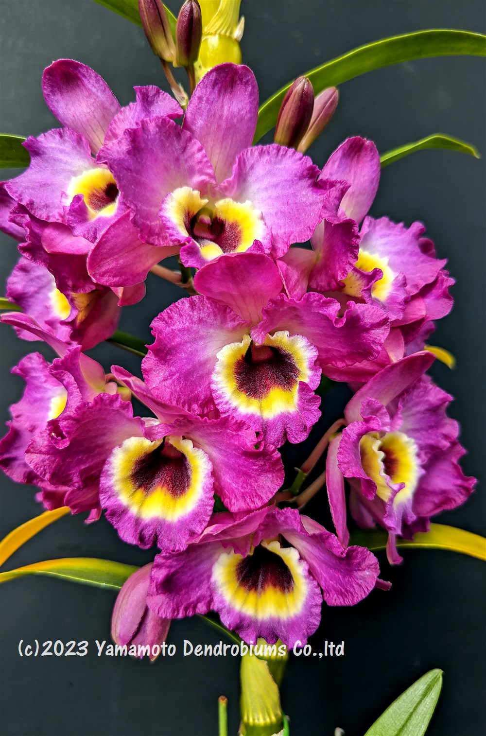 ◆花の色彩と特徴 (Empire x Victory Shuu)の交配から2011年に選抜した優良個体。 深みのある濃紅紫色とビロード状のリップがても美しい正面咲きの大輪品種。 鉢サイズ：2.5号、ビニールポット植え※1作開花サイズ苗です。...