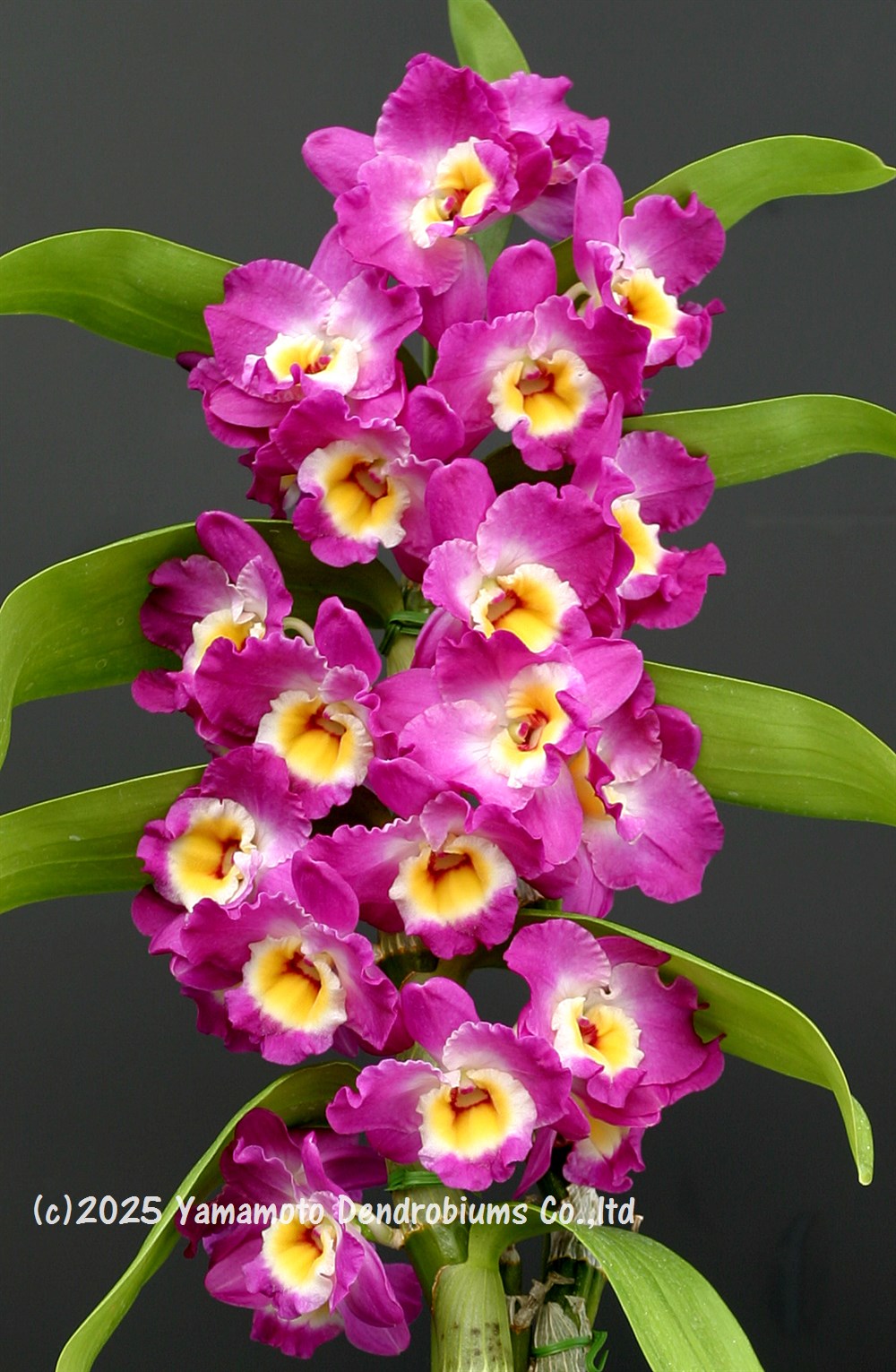 ◆花の色彩と特徴 Den. Pink Kissの改良種。紅紫色の極良型の花弁に鮮やかな黄目のリップの大輪の花が正面を向いて整然と咲く。 性質強健で、育てやすい。 鉢サイズ：2.5号、ビニールポット植え※1作開花サイズ苗です。花は咲いていませ...