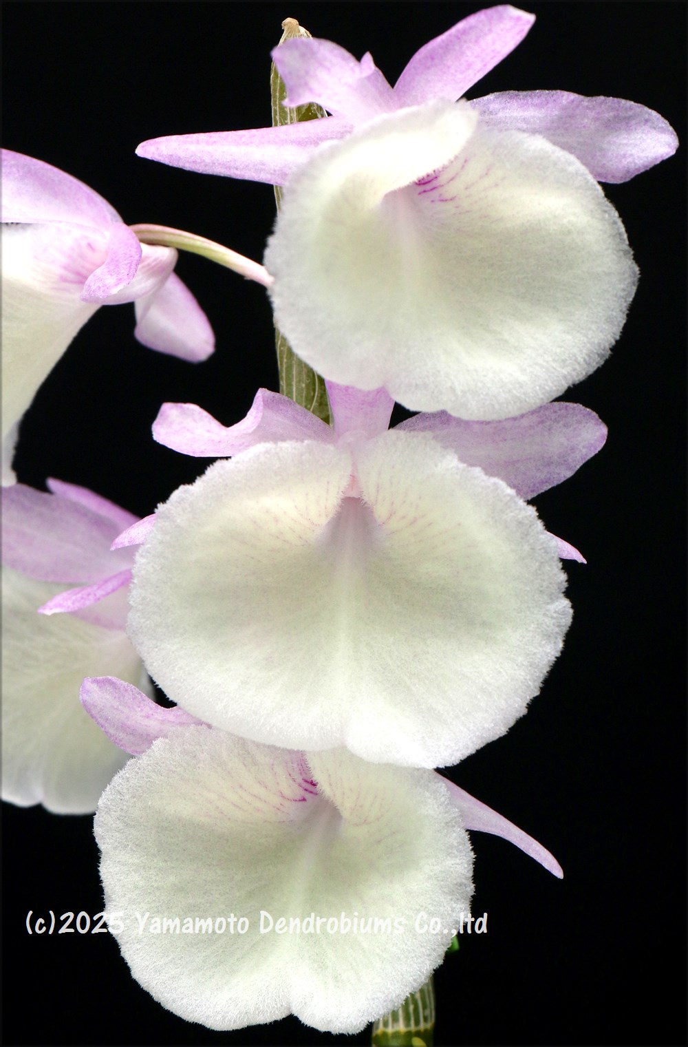 商品名 デンドロビューム原種の苗 Den. polyanthum ‘Noble Swan’ 規格 鉢サイズ：2.5号、ビニールポット、1作開花サイズ 商品説明 フジナーセリーさんから2019年に分譲していただいた、(‘Houri’ × ‘N...