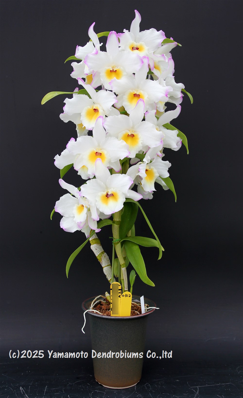 ◆花の色彩と特徴 （Den. Charm Grande x Den. Rainbow Heart) の交配より2010年にRHS登録された優良花。弁先にわずかに紅紫を彩る以外は、純白の大変上品な極大輪花。 リップは純黄色のとても美しい色彩で...