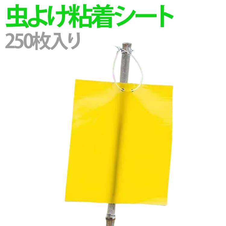 強力粘着×無毒設計で安心の害虫対策の虫取り粘着シート。黄色カラーで虫を引き寄せ、強力な両面粘着でしっかり捕獲する虫取りシート、コバエやハエ、アブラムシなどの害虫対策に効果的で、置くだけで簡単に使える。薬剤不使用の無毒タイプだから、小さなお子...
