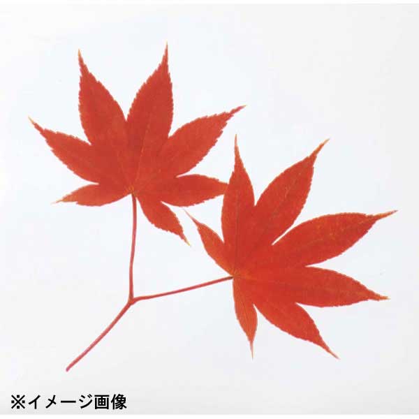 ●型番:ミリオンフィルムシート 紅葉●サイズ(mm):横:85縦:85●重量:0.4g●材質:OPP●バラン印刷されたフィルムシート●食材同士の付着をなく●型番:ミリオンフィルムシート 紅葉●サイズ(mm):横:85縦:85●重量:0.4g...