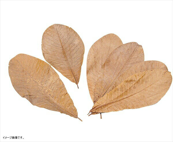 干朴葉懐敷●天然の朴葉を乾燥させ、型抜きしました。●無着色のため、食材も安心して盛り付けできますので野趣 あふれる演出に最適です。※天然の朴葉を使用しているため、ご使用前に食品用アルコール 等で拭浄されることをおすすめします。※天然朴葉のた...