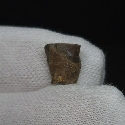 ■トリケラトプスの歯の化石 【化石の大きさ】9.75×8.75×4.56mm 【産地】アメリカ・モンタナ州 ■トリケラトプス 時代:7000万～6600万年前(白亜紀後期) 生息地(発見地):北米(アメリカ、カナダ) トリケラトプスという名...