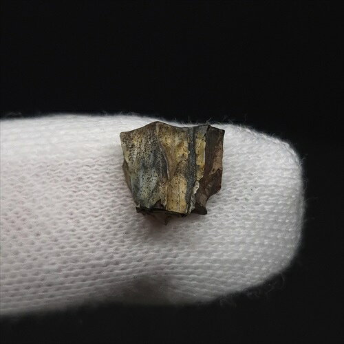■トリケラトプスの歯の化石 【化石の大きさ】9.50×7.87×8.75mm 【産地】アメリカ・モンタナ州 ■トリケラトプス 時代:7000万～6600万年前(白亜紀後期) 生息地(発見地):北米(アメリカ、カナダ) トリケラトプスという名...