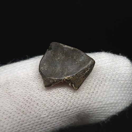 ■トリケラトプスの歯の化石 【化石の大きさ】12.29×10.69×3.23mm 【産地】アメリカ・モンタナ州 ■トリケラトプス 時代:7000万～6600万年前(白亜紀後期) 生息地(発見地):北米(アメリカ、カナダ) トリケラトプスとい...