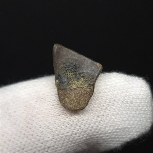 ■トリケラトプスの歯の化石 【化石の大きさ】11.94×11.19×6.15mm 【産地】アメリカ・モンタナ州 ■トリケラトプス 時代:7000万～6600万年前(白亜紀後期) 生息地(発見地):北米(アメリカ、カナダ) トリケラトプスとい...