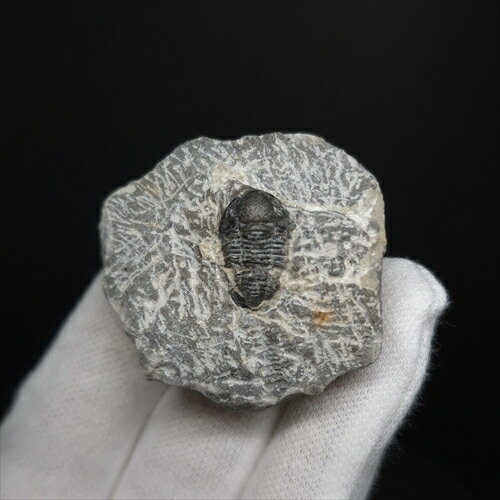 ■三葉虫の化石/ Trilobites proetus.sp 【化石の大きさ】41.34×38.73×21.86(mm) 【三葉虫の大きさ】15.60×9.58×5.53(mm) 【化石の重さ】40g 【化石産地】モロッコ・ ■三葉虫 デボ...