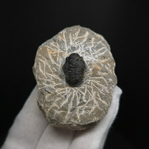 ■三葉虫の化石/ Trilobites proetus.sp 【化石の大きさ】57.10×43.58×23.33(mm) 【三葉虫の大きさ】17.22×12.46×6.67(mm) 【化石の重さ】63g 【化石産地】モロッコ・ ■三葉虫 デ...