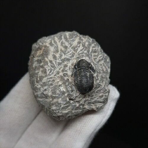 ■三葉虫の化石/ Trilobites proetus.sp 【化石の大きさ】47.11×44.72×25.99(mm) 【三葉虫の大きさ】15.62×9.56×7.57(mm) 【化石の重さ】65g 【化石産地】モロッコ・ ■三葉虫 デボ...