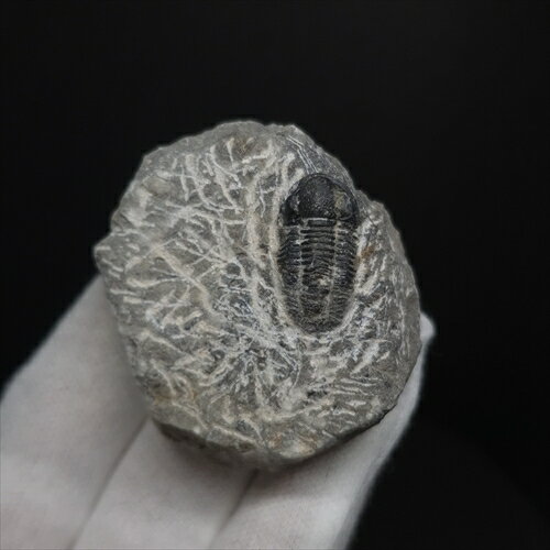 ■三葉虫の化石/ Trilobites proetus.sp 【化石の大きさ】48.80×42.55×20.06(mm) 【三葉虫の大きさ】21.24×11.04×5.72(mm) 【化石の重さ】57g 【化石産地】モロッコ・ ■三葉虫 デ...