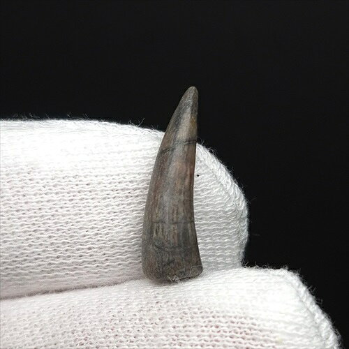 ■スコミムスの歯の化石 【化石の大きさ】18.76×6.16×5.69(mm) 【化石の重さ】g 【化石産地】二ジェール・Gadoufaoue（ガドウファウァ） ケース付き ■スコミムス/ワニもどき 白亜紀前期末のアルビアン　(約2500万...