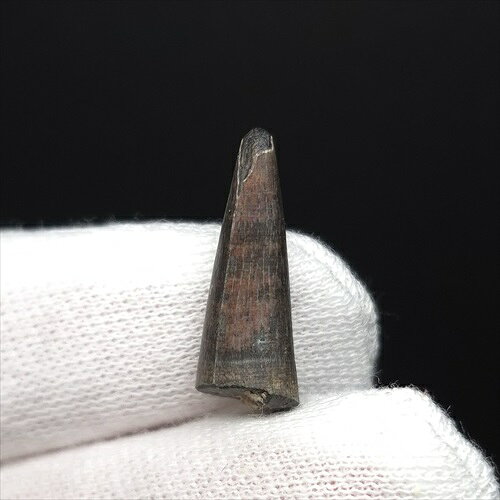 ■スコミムスの歯の化石 【化石の大きさ】21.53×7.85×6.60(mm) 【化石の重さ】1g 【化石産地】二ジェール・Gadoufaoue（ガドウファウァ） ケース付き ■スコミムス/ワニもどき 白亜紀前期末のアルビアン　(約2500...