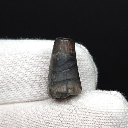 ■スコミムスの歯の化石 【化石の大きさ】18.13×10.18×10.00(mm) 【化石の重さ】2g 【化石産地】二ジェール・Gadoufaoue（ガドウファウァ） ケース付き ■スコミムス/ワニもどき 白亜紀前期末のアルビアン　(約25...