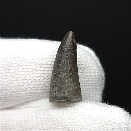 ■スコミムスの歯の化石 【化石の大きさ】17.71×8.66×8.05(mm) 【化石の重さ】1g 【化石産地】二ジェール・Gadoufaoue（ガドウファウァ） ケース付き ■スコミムス/ワニもどき 白亜紀前期末のアルビアン　(約2500...