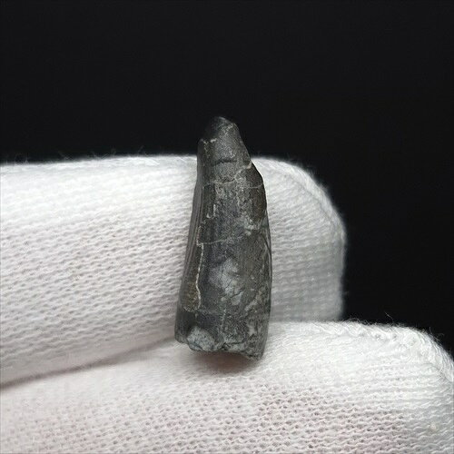 ■スコミムスの歯の化石 【化石の大きさ】19.67×7.99×7.75(mm) 【化石の重さ】2g 【化石産地】二ジェール・Gadoufaoue（ガドウファウァ） ケース付き ■スコミムス/ワニもどき 白亜紀前期末のアルビアン　(約2500...